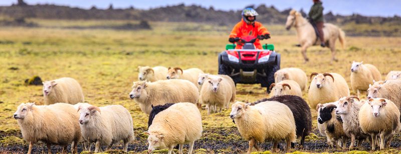 6 Tips for Using Your ATV/UTV for Farm & Ranch Work - ATV Trader Blog